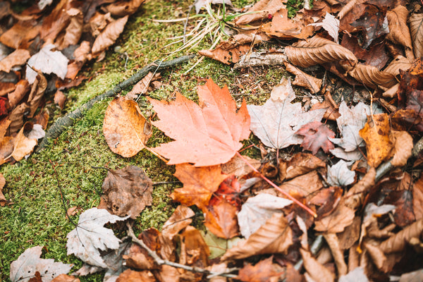 Stick Season: A Chance to Recharge - Kaden Apparel